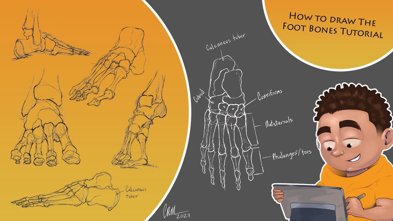 How To Draw The Foot Bones Tutorial | Using Simple Shapes - YouTube