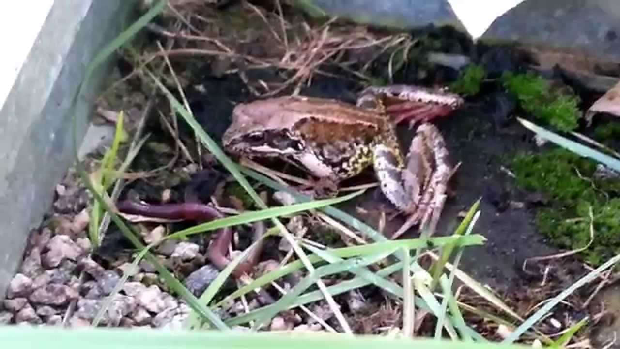 Kaksintaistelu: sammakko vs kastemato - YouTube