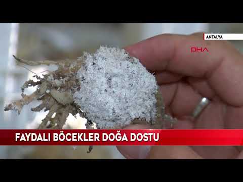 Mühendisler ‘avcı böcek’ üretti!