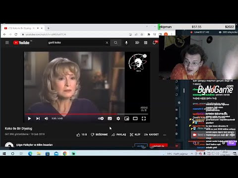 Asrın Tok, Goril Koko'ya Sallıyor