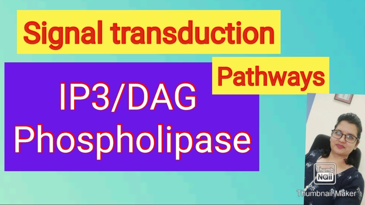 GPCR-phospholipid C pathway & IP3- DAG pathway #signal transduction ...