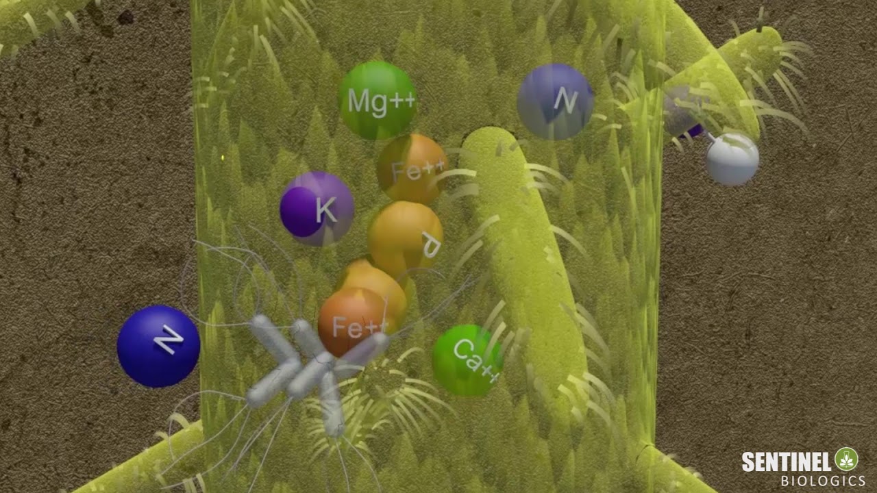 Sentinel Biologics – Beneficial Microbes - YouTube