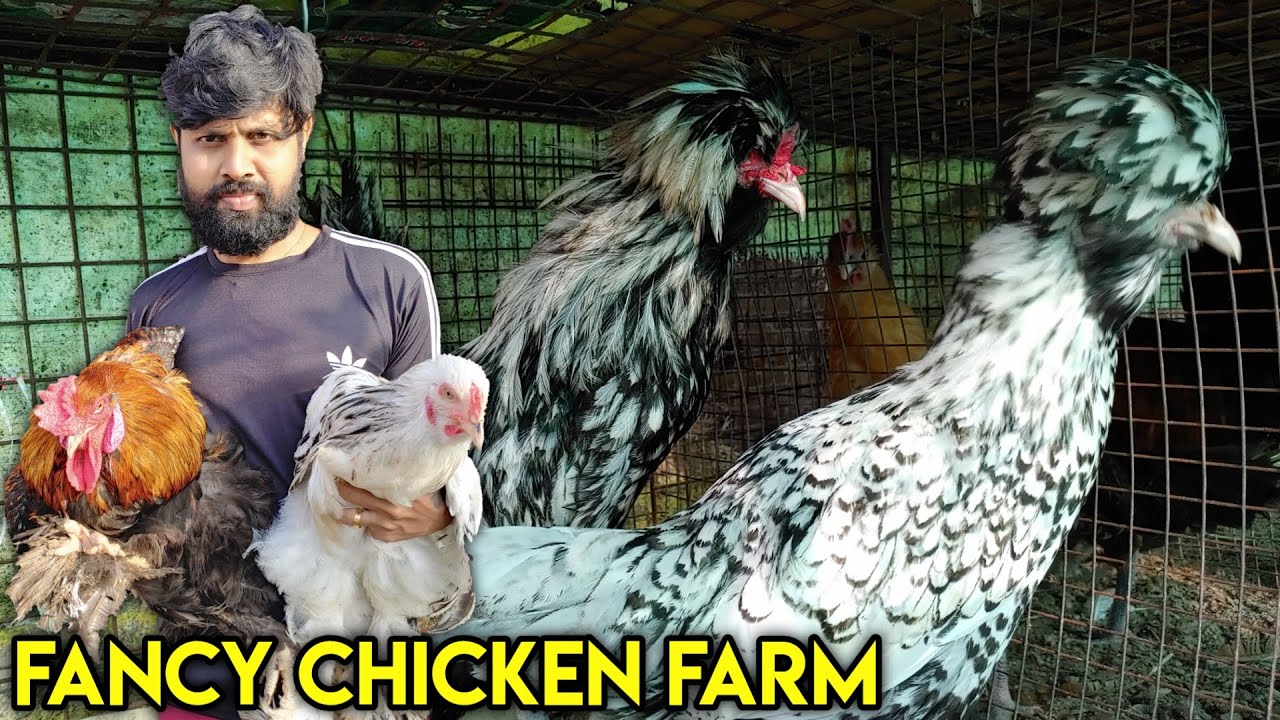 Fancy Chicken Farm In Chennai | Fancy Chicks For Sale | தமிழில் | Fancy ...