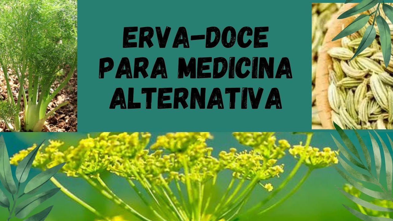 Erva doce - planta medicinal e seus benefícios à saúde - YouTube