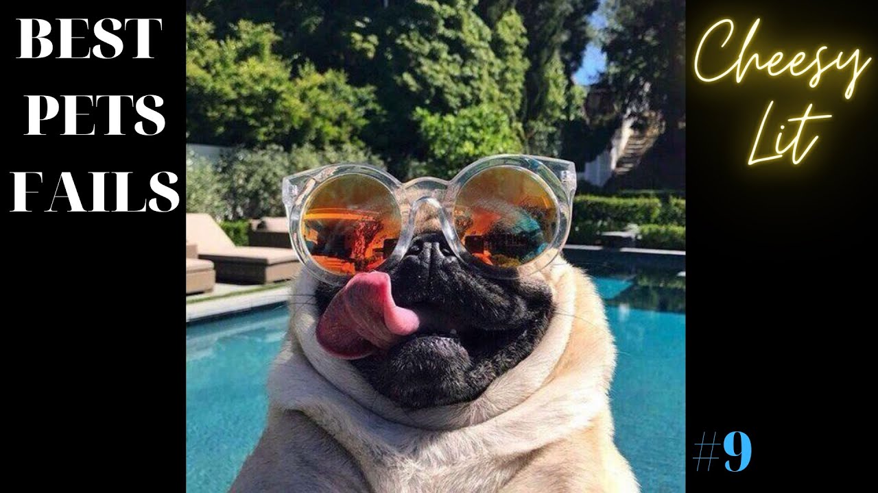 BEST PETS FAILS💯 FUNNY CATS AND DOGS COMPILATIONS 2020 #9 - YouTube
