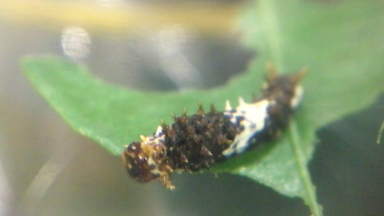 Lemon Butterfly Larva macro 01, eating - YouTube