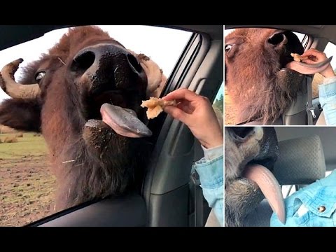 Yum Yum! Hungry buffalo pokes head in car for food - YouTube