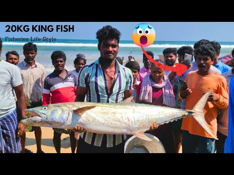 ప్రపంచం లో పెద్ద కోనామా || 20Kgs - 7 feet || World's largest King Fish ...