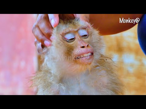 OMG..! The monkey Moka making her face. what's up, Moka? - YouTube