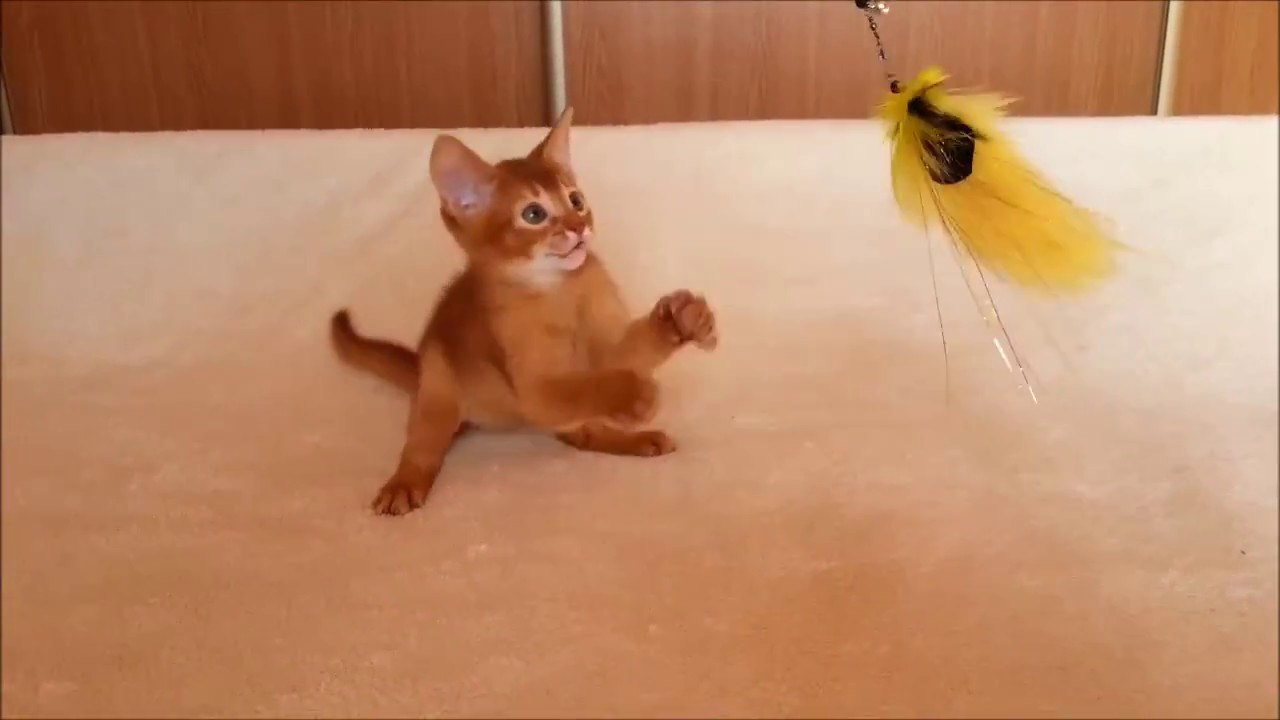 ABY G Abisinijos kaciukai zaidzia Abyssinian kittens playing ABY o ...