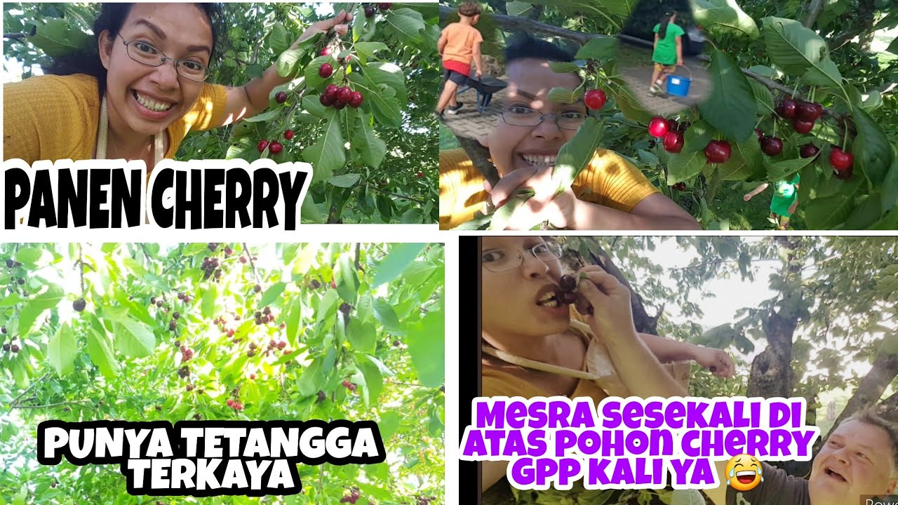 Baik!!! PANEN CHERRY PUNYA TETANGGA TERKAYA DI KAMPUNG KAMI DI JERMAN ...