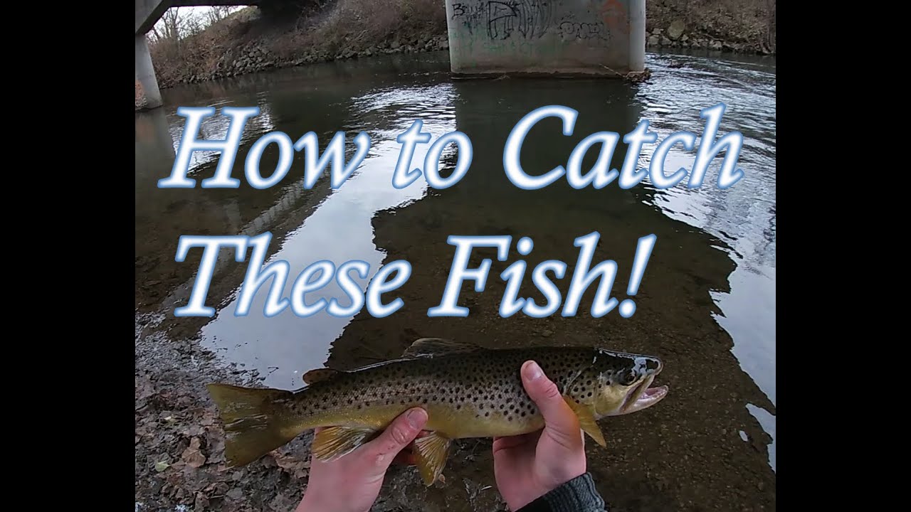 Mad River Trout Fishing - YouTube