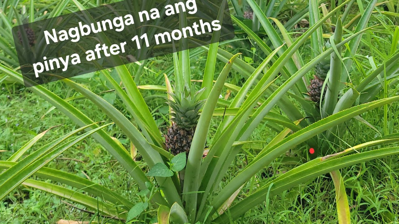Nagbunga na ang pinya na tinanim ko sa Silang Cavite. Jan 2025. - YouTube