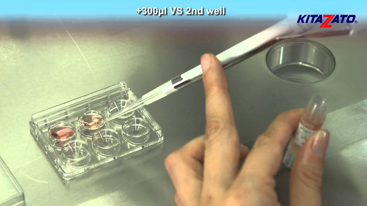 Kitazato Cryotop®SC Embryo Vitrification - Closed System - YouTube