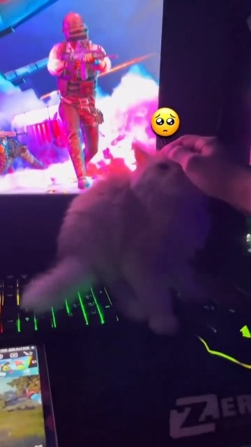 Playing PUBG MOBILE with my #cat - YouTube