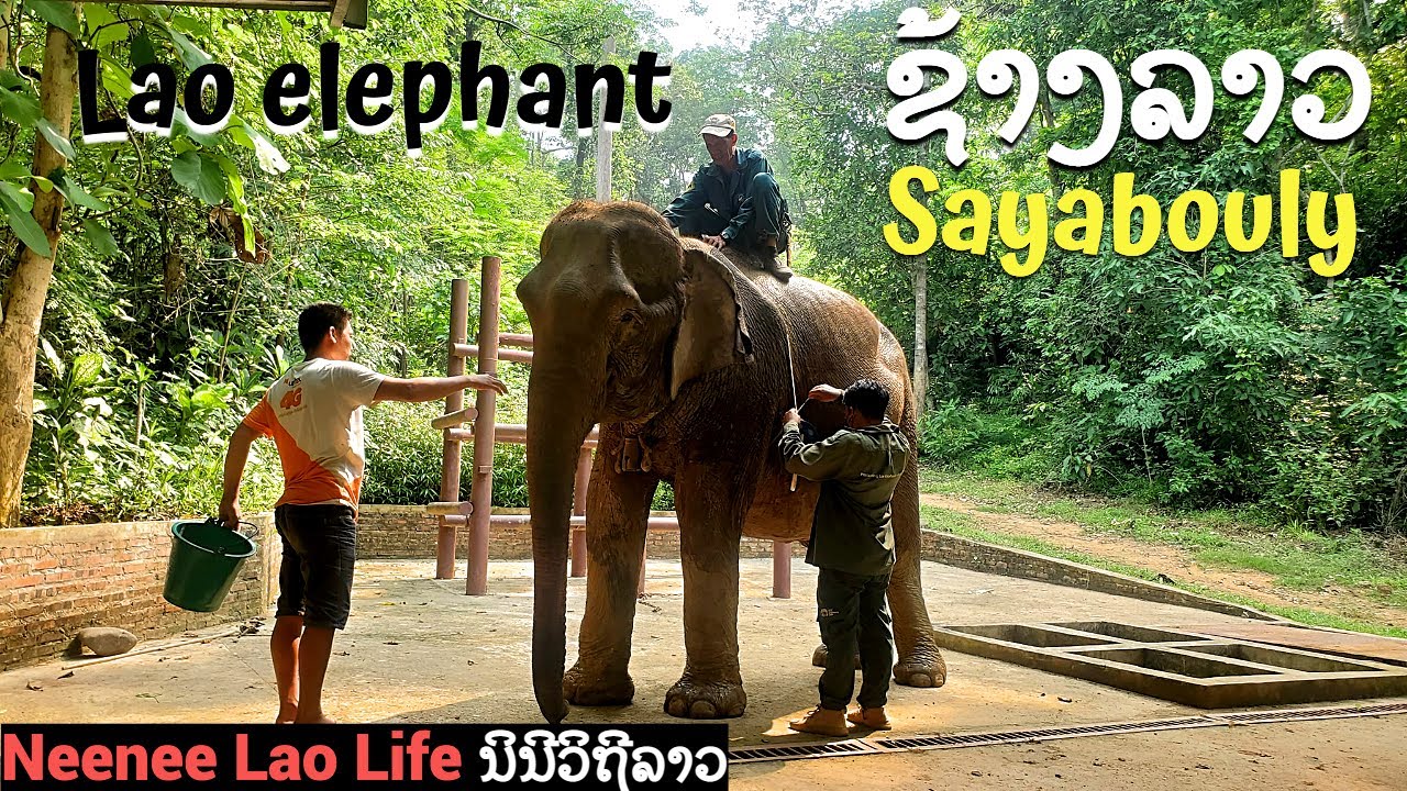 Elephants in Xayabouly Laos ສູນອານຸລັກຊ້າງລາວ ທີ່ ເຄື່ອນນຳ້ຕຽນ ...