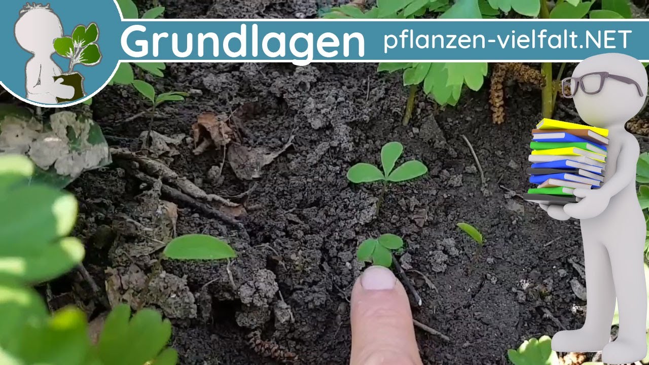 📚 Monokotyledonen & Dikotyledonen (Einkeim- & Zweikeimblättrig ...