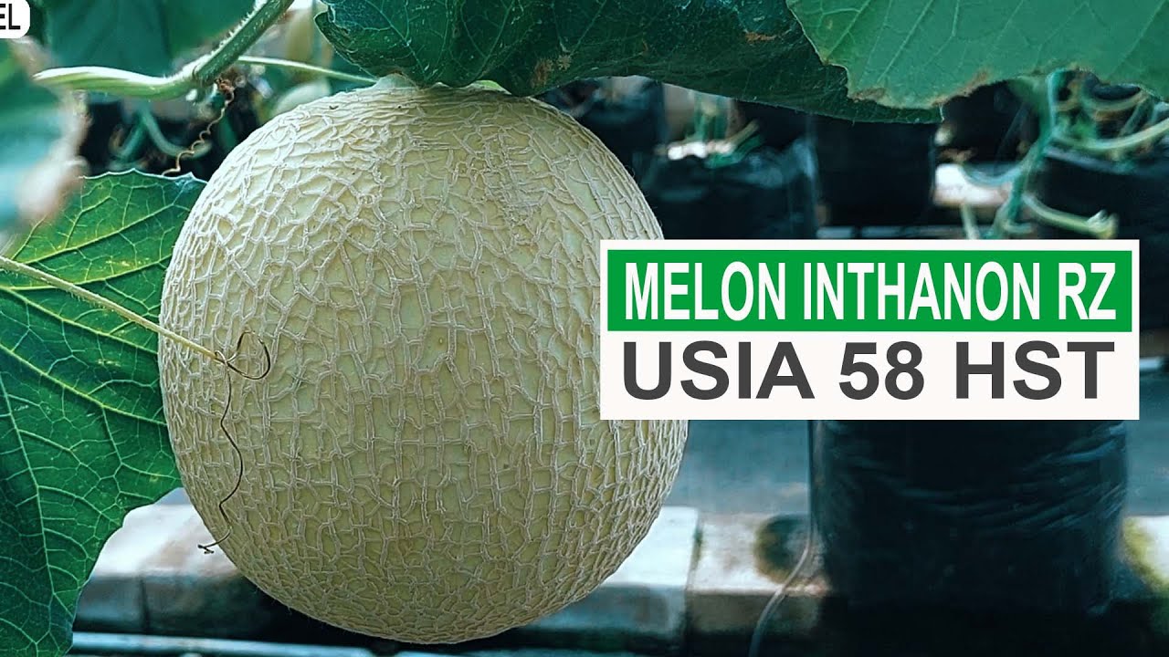 Melon Inthanon Usia 58 hst - YouTube