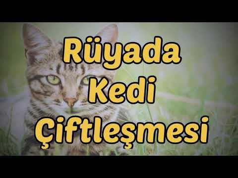 Rüyada Kedi Çiftleşmesi