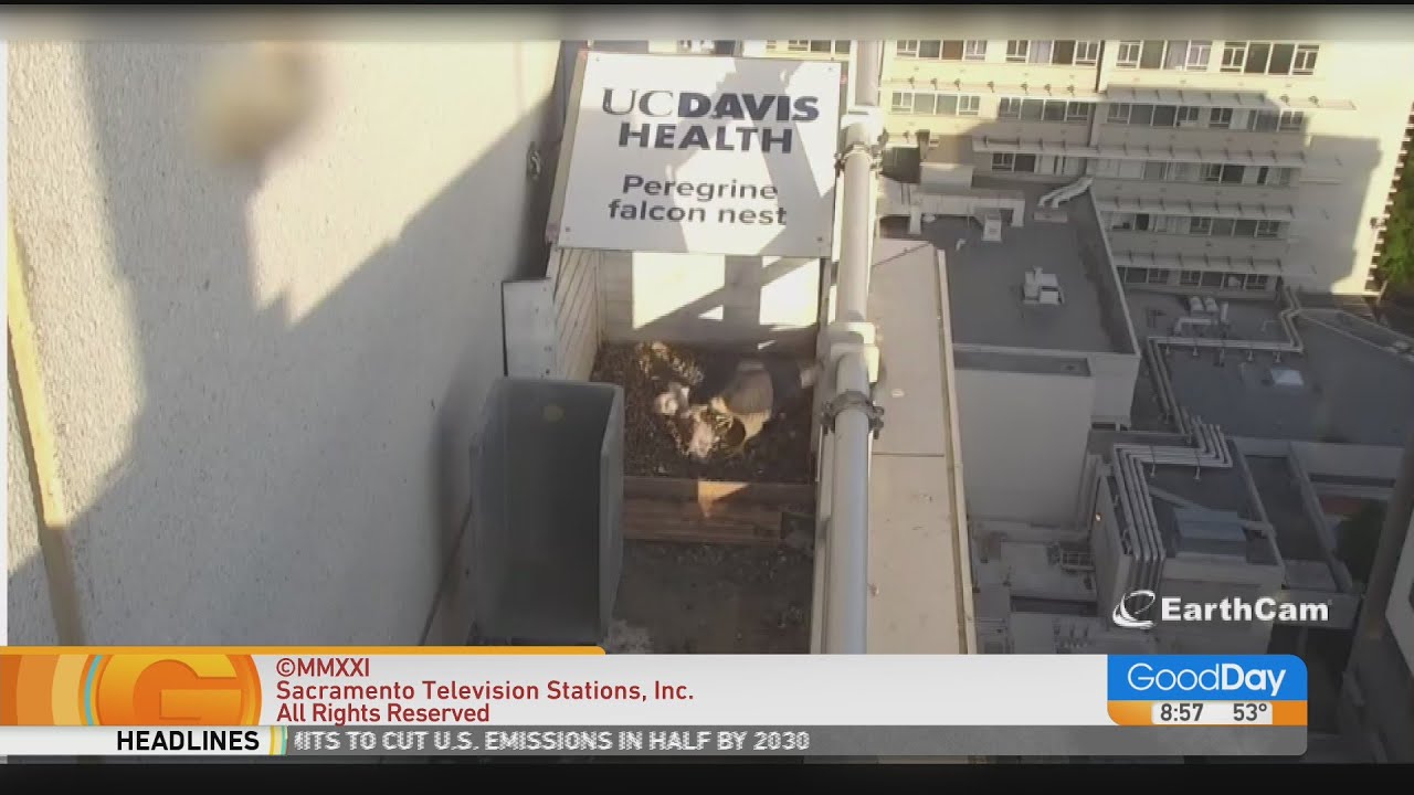 Peregrine Falcons at UC Davis Medical Center - YouTube