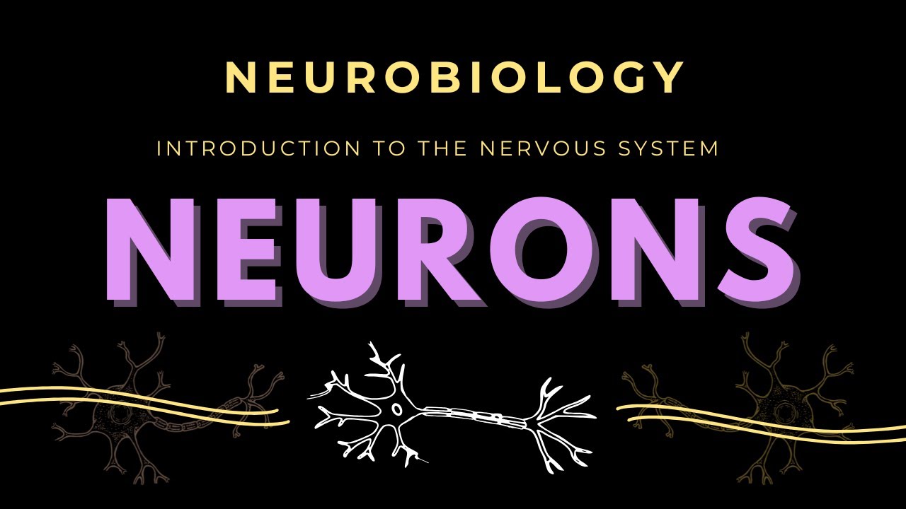The Neurons | Overview of Nervous system | Neurobiology - YouTube