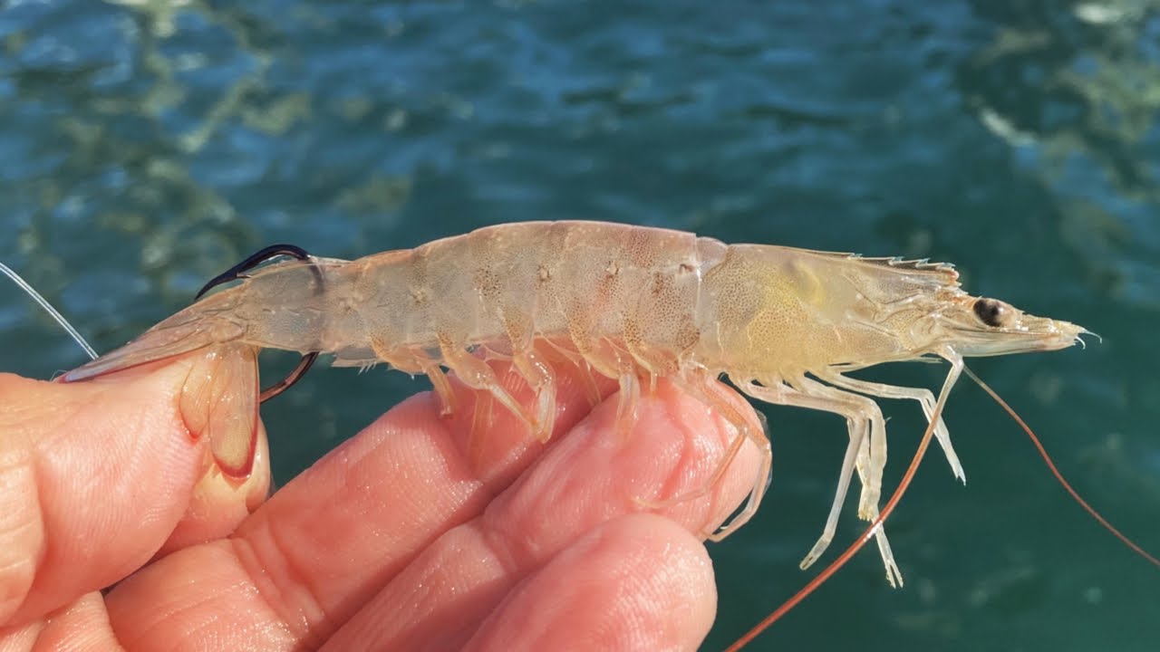 Casting Shrimp Under Docks (Surprise Catch and Cook) - YouTube