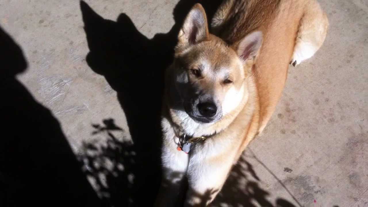 Frustrated Talking Dog - Akita inu - YouTube