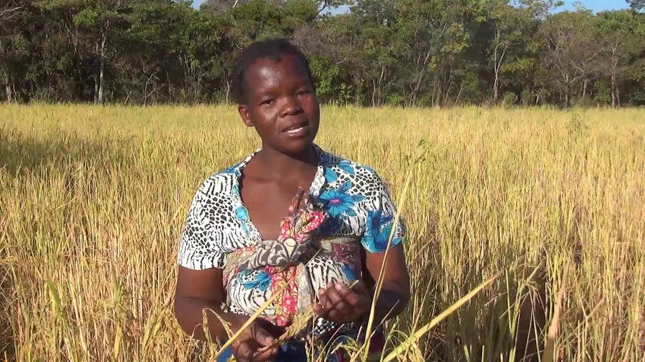 The story of five Kilograms of rice feeding 150 families - YouTube