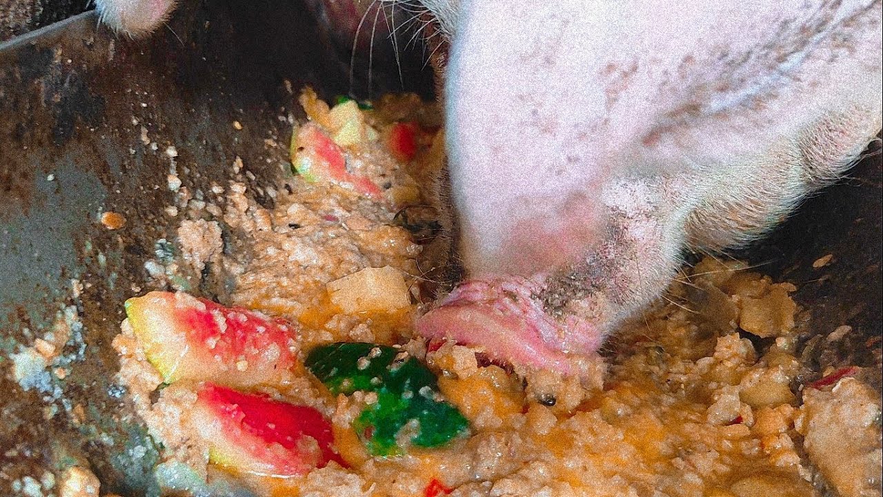 pig is eating slop. ASMR eating. MAKE SLOP GREAT AGAIN? - YouTube