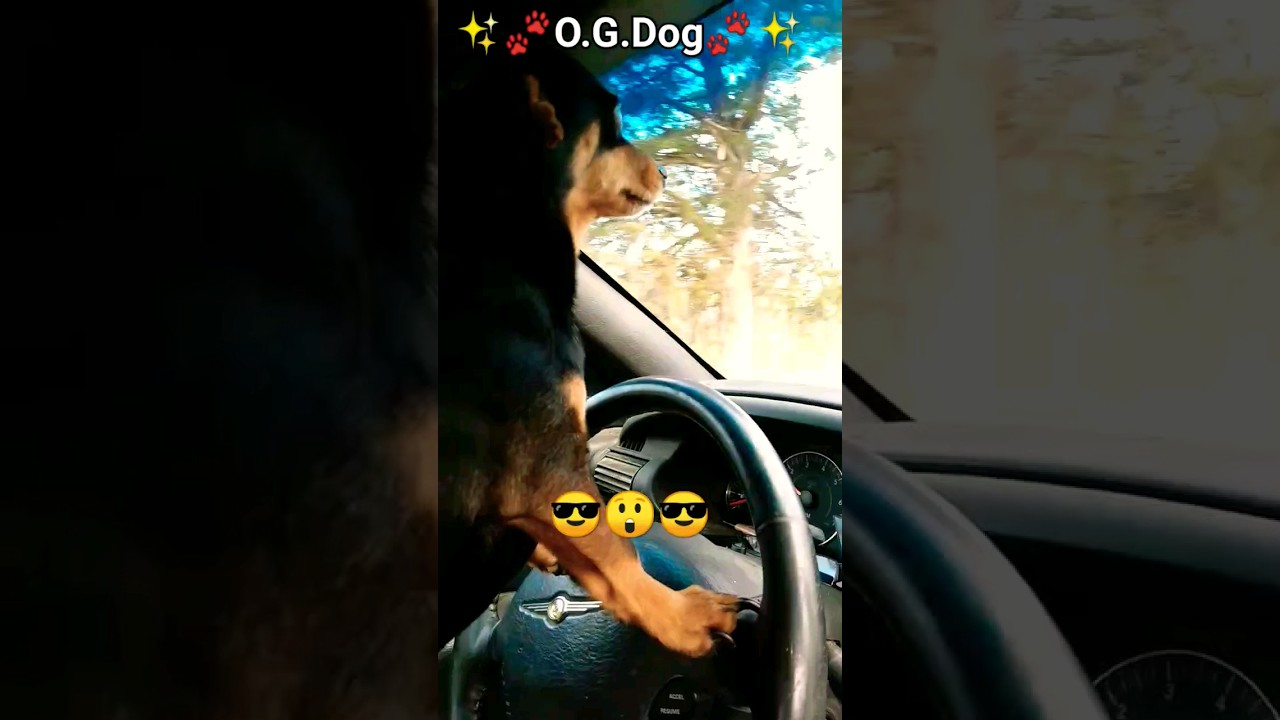 🐾O.G.Dog🐾#like #share #subs #viral #trending #funny #dogs #shorts # ...