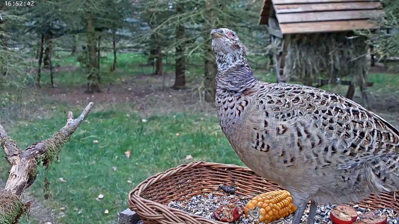 2019 10 18 Makov Czech Republic Feedercam ~ Female Pheasant - YouTube