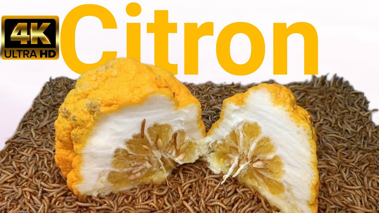 Mealworms Vs Citron (10 000 Mealworms vs Citron) 4K mealworms time ...