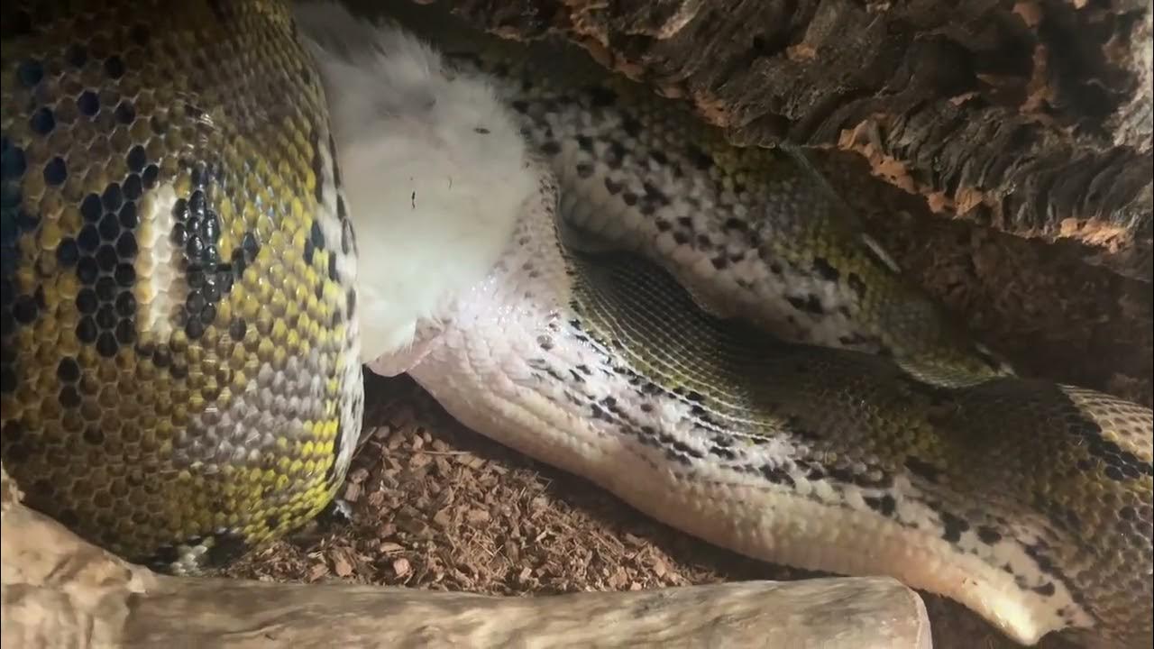 15ft Reticulated Python eats first ever (defrosted) jumbo rabbit. - YouTube