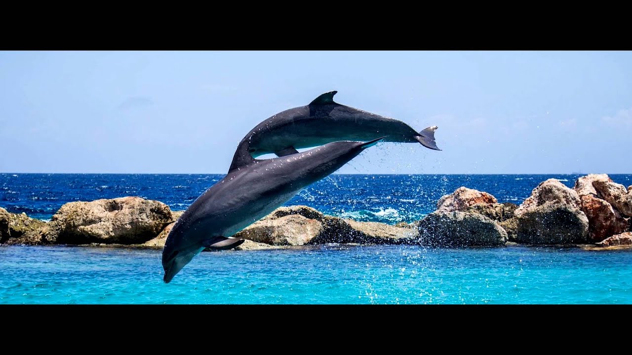 DOLPHINS - YouTube