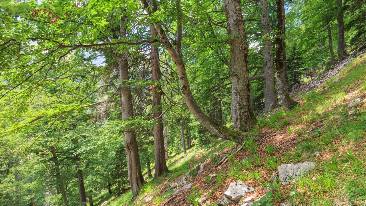 World Natural Heritage Ancient & Primeval Beech Forests of the ...