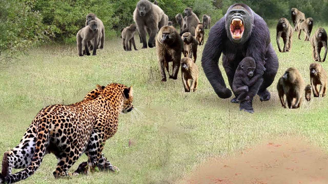 Provoke The Monkey Leader! Arrogant Leopard Must Receive The Most Dire ...