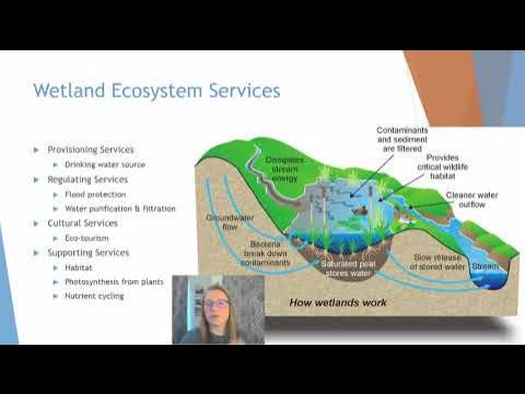 AP Env Sci Topic 8.4 Human Impacts on Wetlands and Mangroves - YouTube