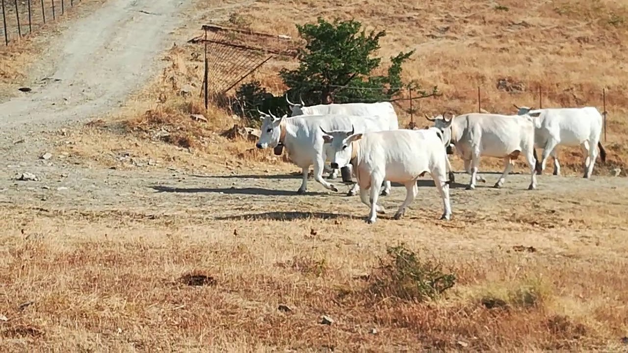 La marchigiana - YouTube