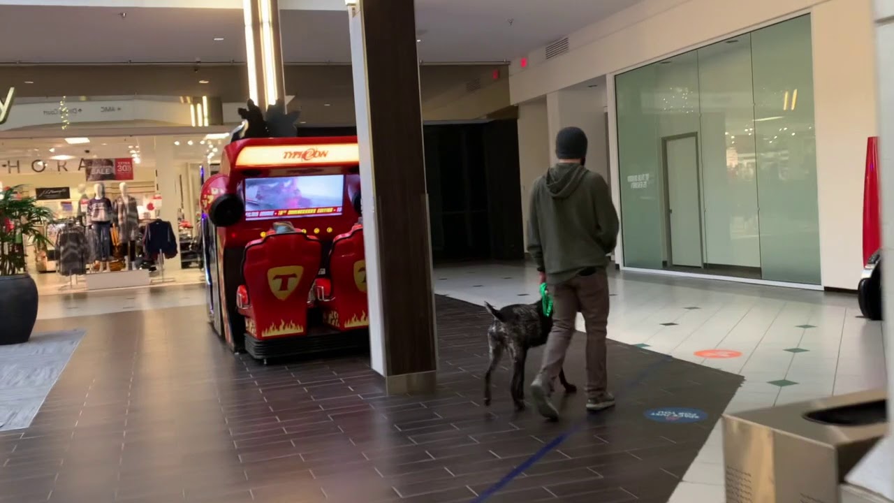 Hunter | 10 months old | GSP | Best Trained Dogs of OR | Portland ...