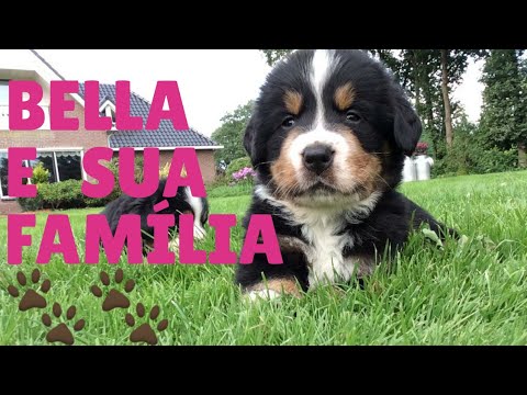 A BIOGRAFIA de Bella/Bernese da Montanha/De Biografie van Bella/Berner ...