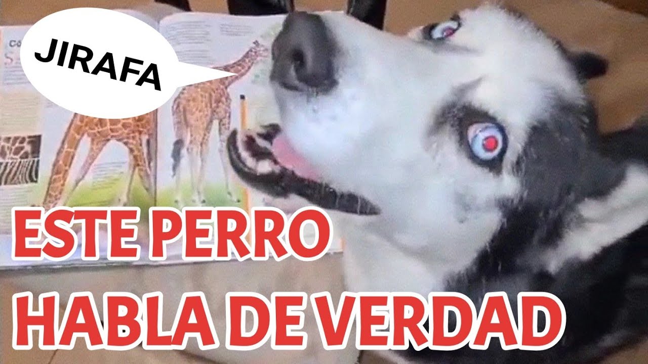 Max el PRIMER PERRO del MUNDO que HABLA de VERDAD en ESPAÑOL DICE ...