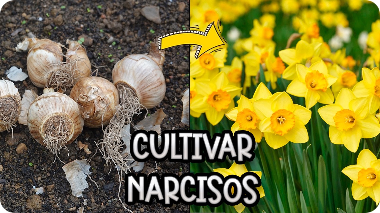 NARCISOS : Todo lo que necesitas para plantar y cultivarlos en maceta y ...