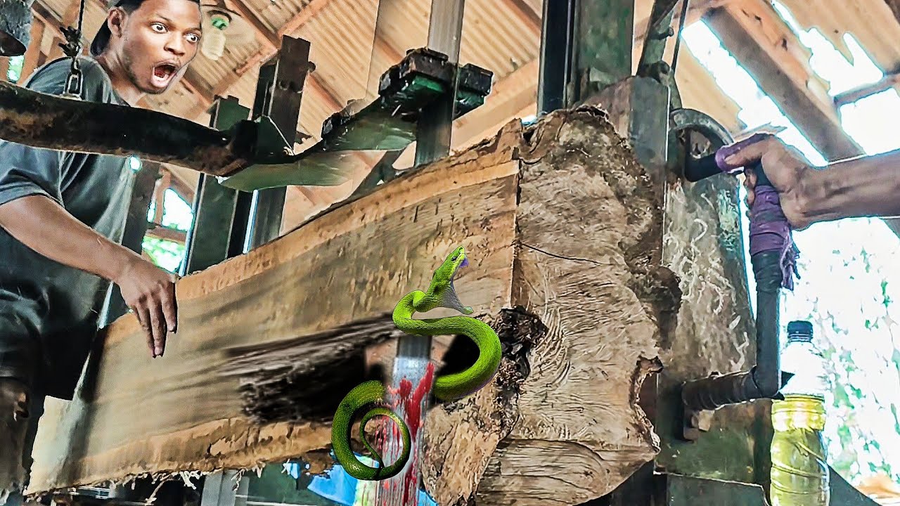 the unexpected surprise of a teak log worth tens of millions of US ...