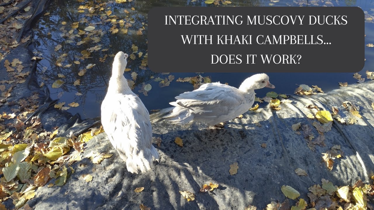Integrating Muscovy ducks with khaki campbell ducks...does it work? - YouTube