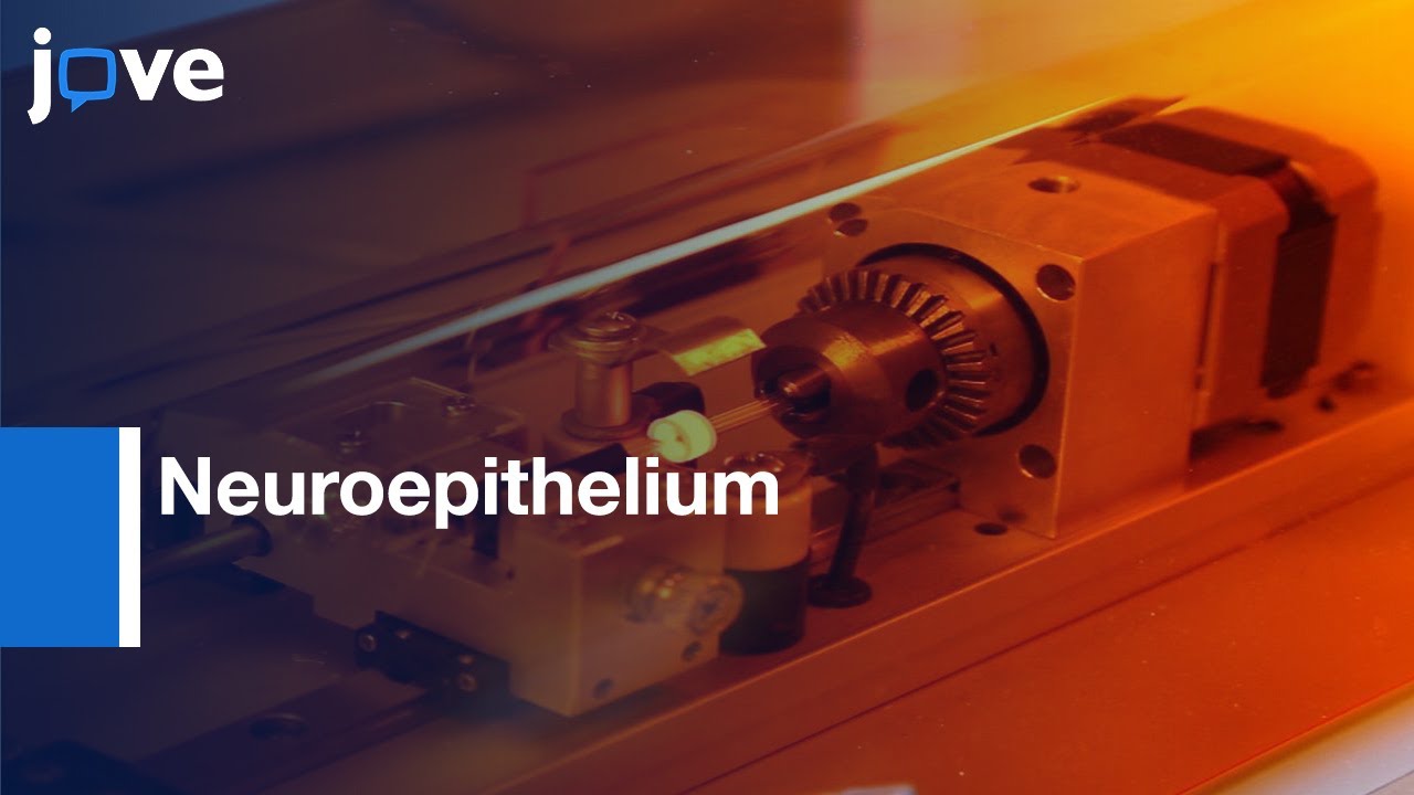 Perforated Patch-clamp Recording of ORNs in Intact Neuroepithelium ...
