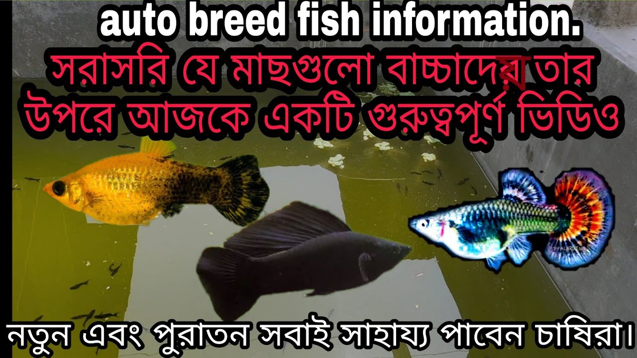 auto breed fish information. সরাসরি যে মাছগুলি বাচ্চা দেয় তাদের উপরে ...