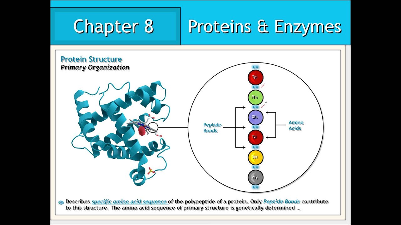 Protein Chemistry - YouTube
