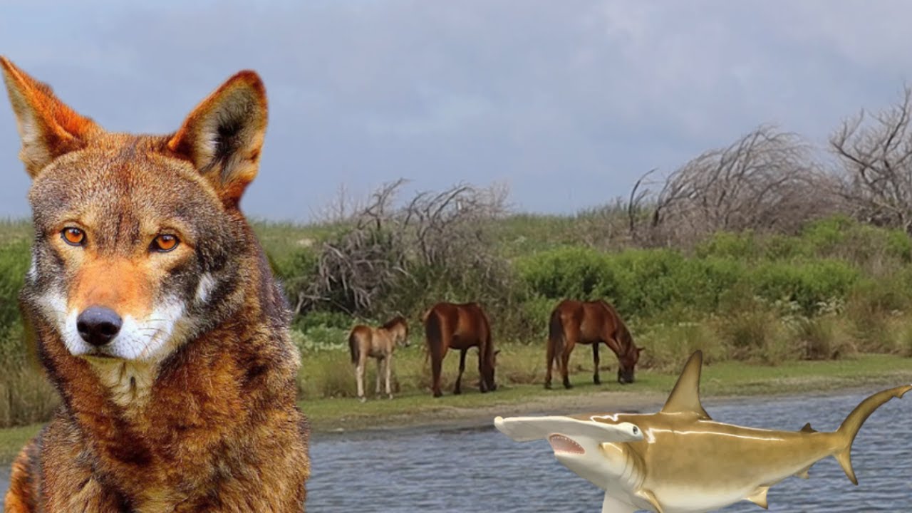 Wildlife of the Outer Banks, NC Documentary - YouTube