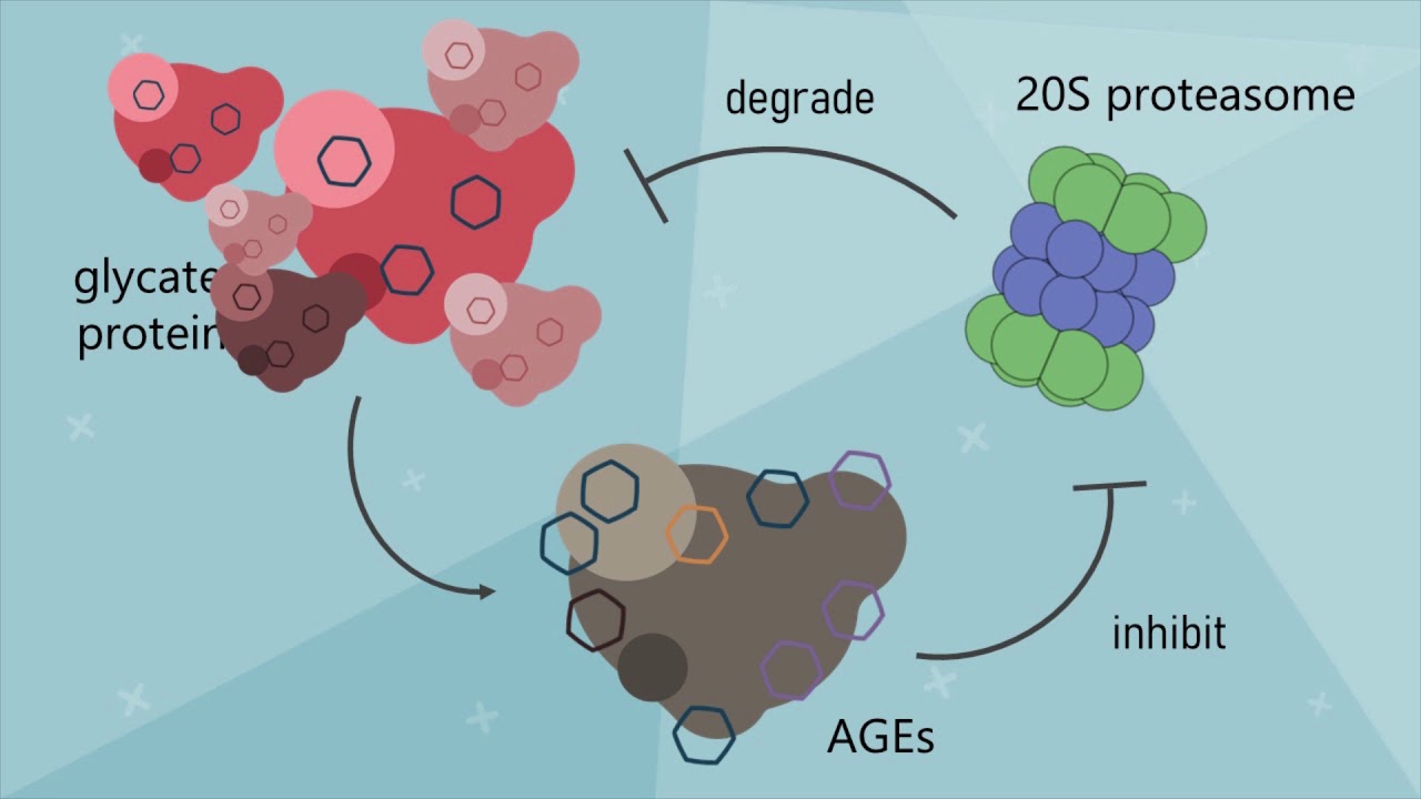 Glycation and its Role in Cellular Ageing - YouTube