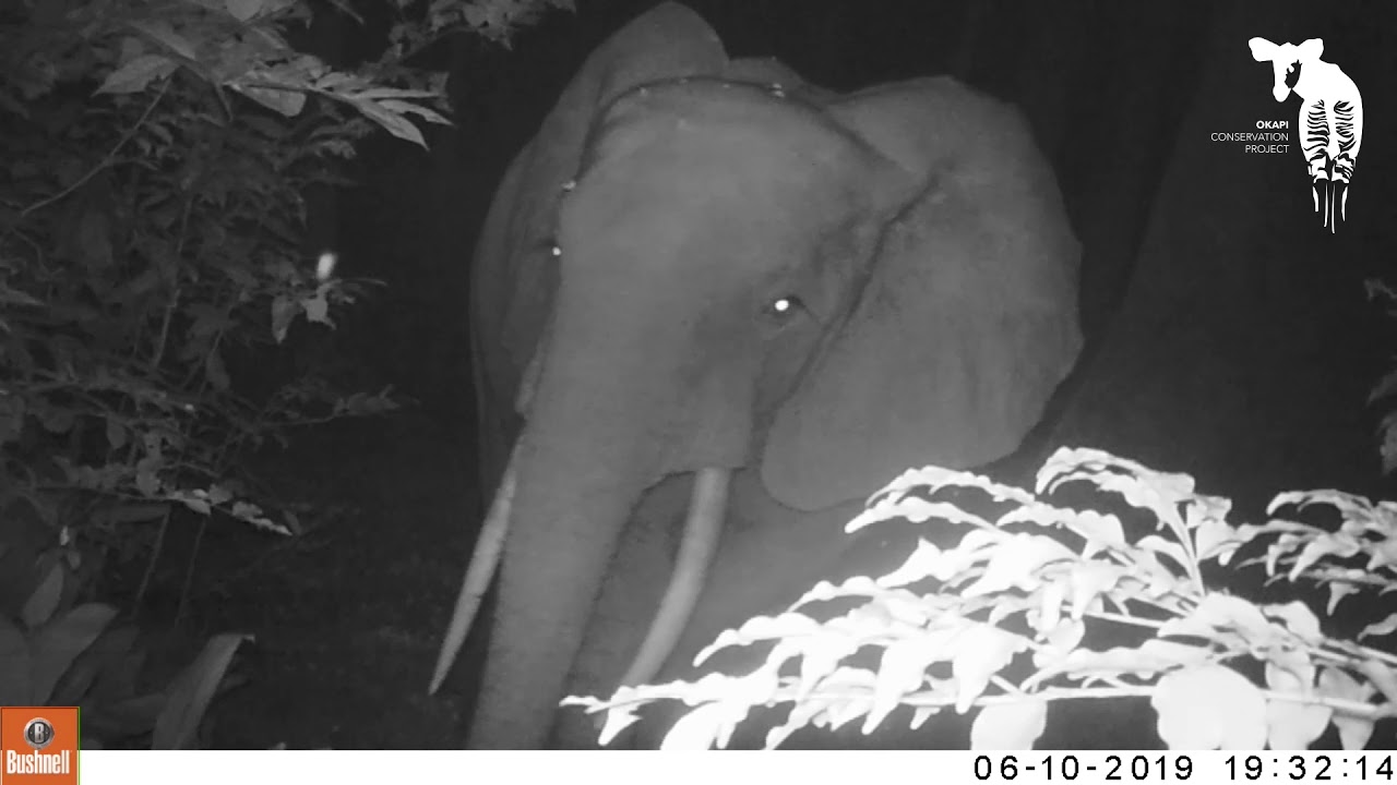 Elephant Investigating Camera Trap - YouTube